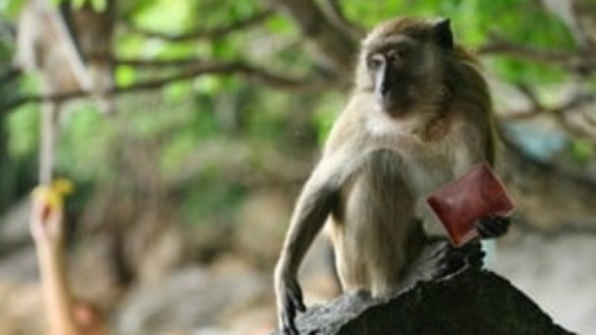 Monkey Thief in Bali - Scam Detector