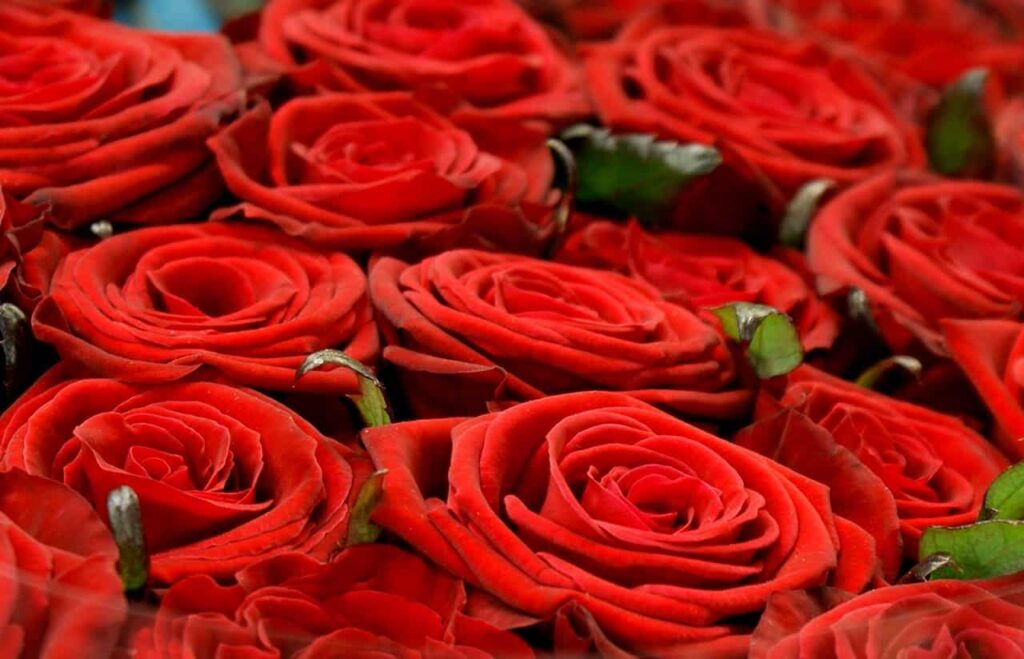Order Flowers Online Scam (2024) - Scam Detector